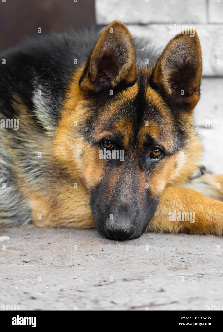 portrait of a dog breed the German Shepherd Stock Photo - Alamy