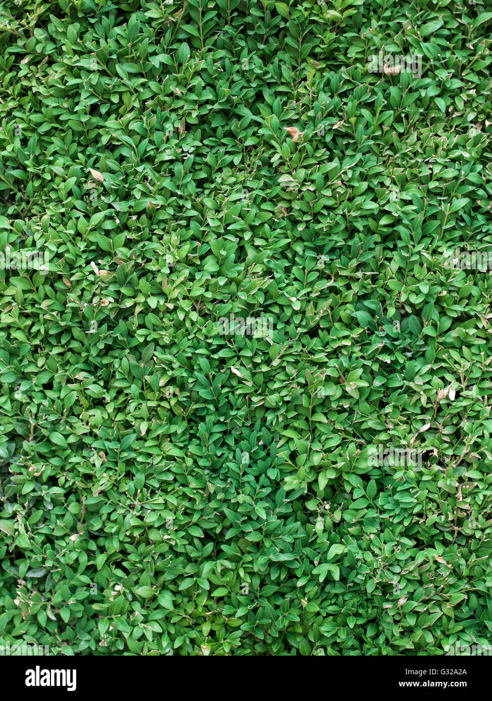 Green grass clover seamless texture Stock Photo - Alamy