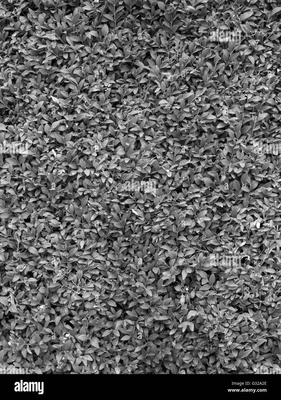 Clover tree Black and White Stock Photos & Images - Alamy