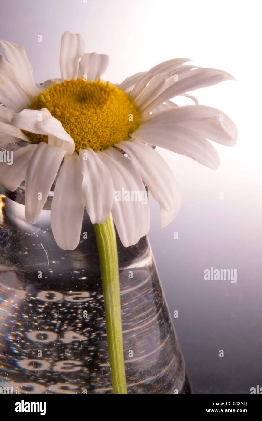 Laboratory flask flower hi-res stock photography and images - Alamy