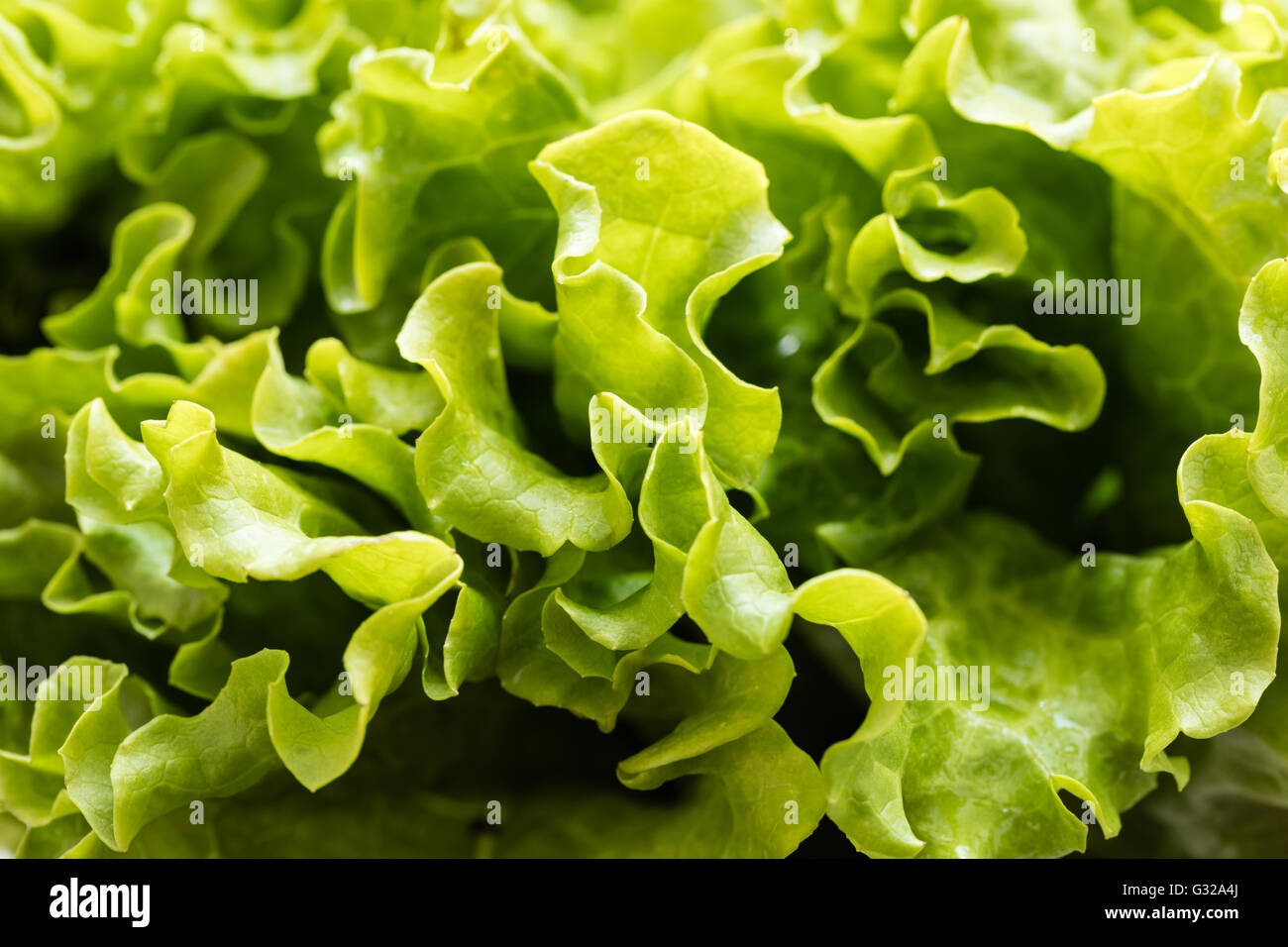 background texture of fresh lettuce leaves close-up Stock Photo - Alamy