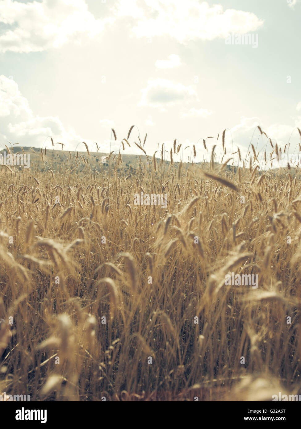 field of grass during sunset Stock Photo - Alamy