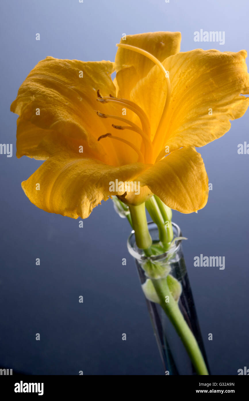 Yellow tube flowers hi-res stock photography and images - Alamy