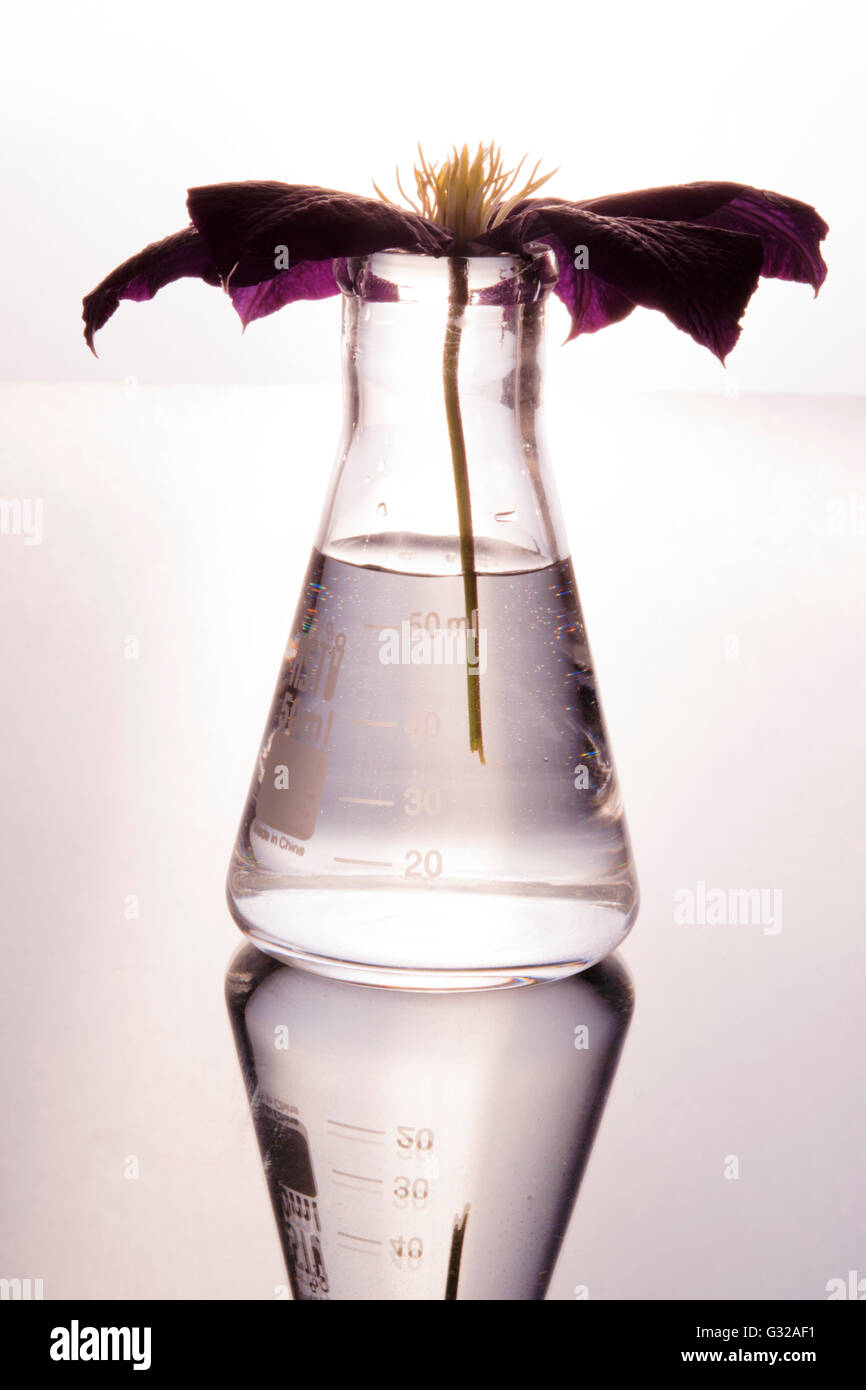 Laboratory flask flower hi-res stock photography and images - Alamy