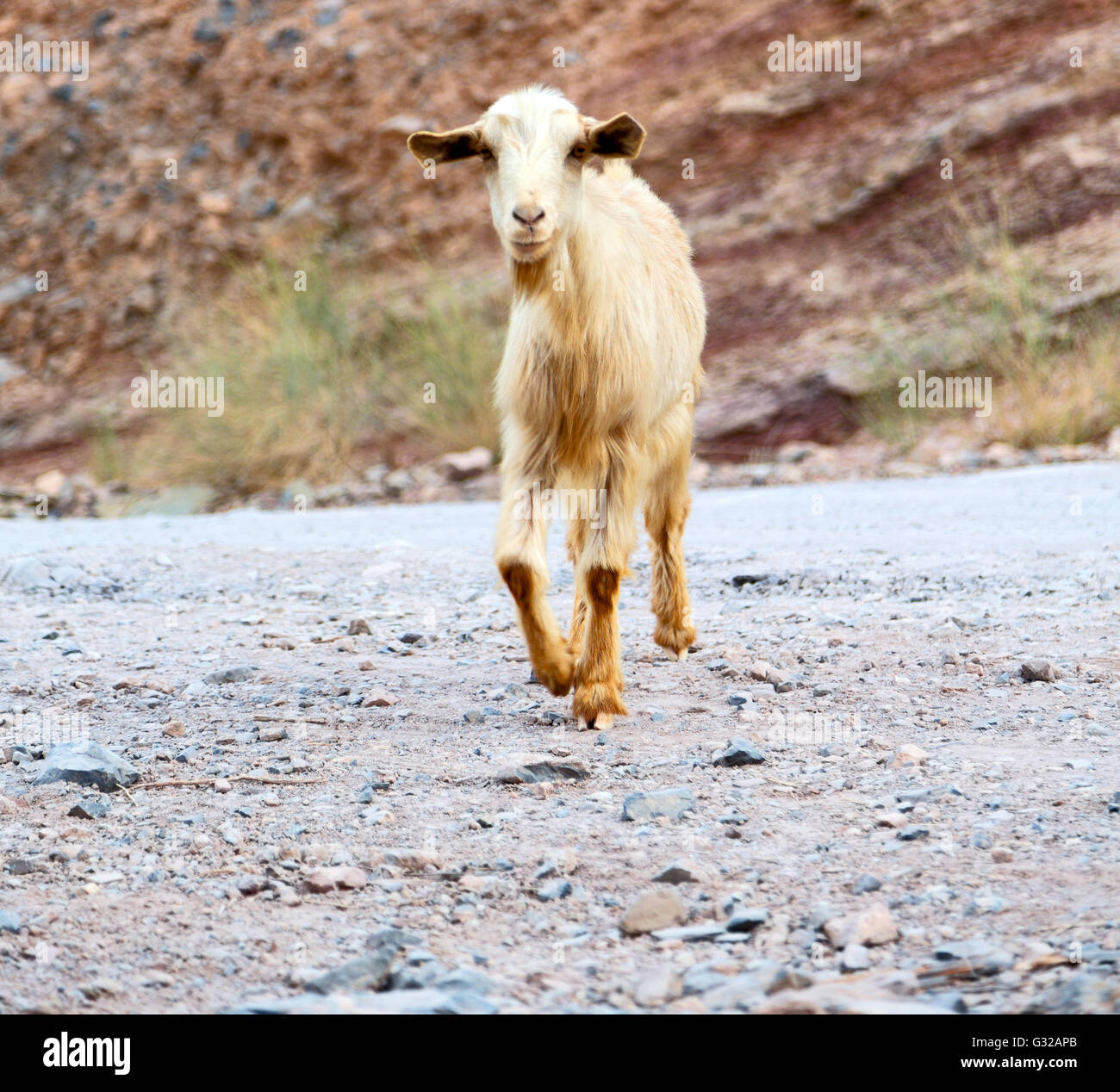 near the rock and bush in oman goat alone Stock Photo - Alamy