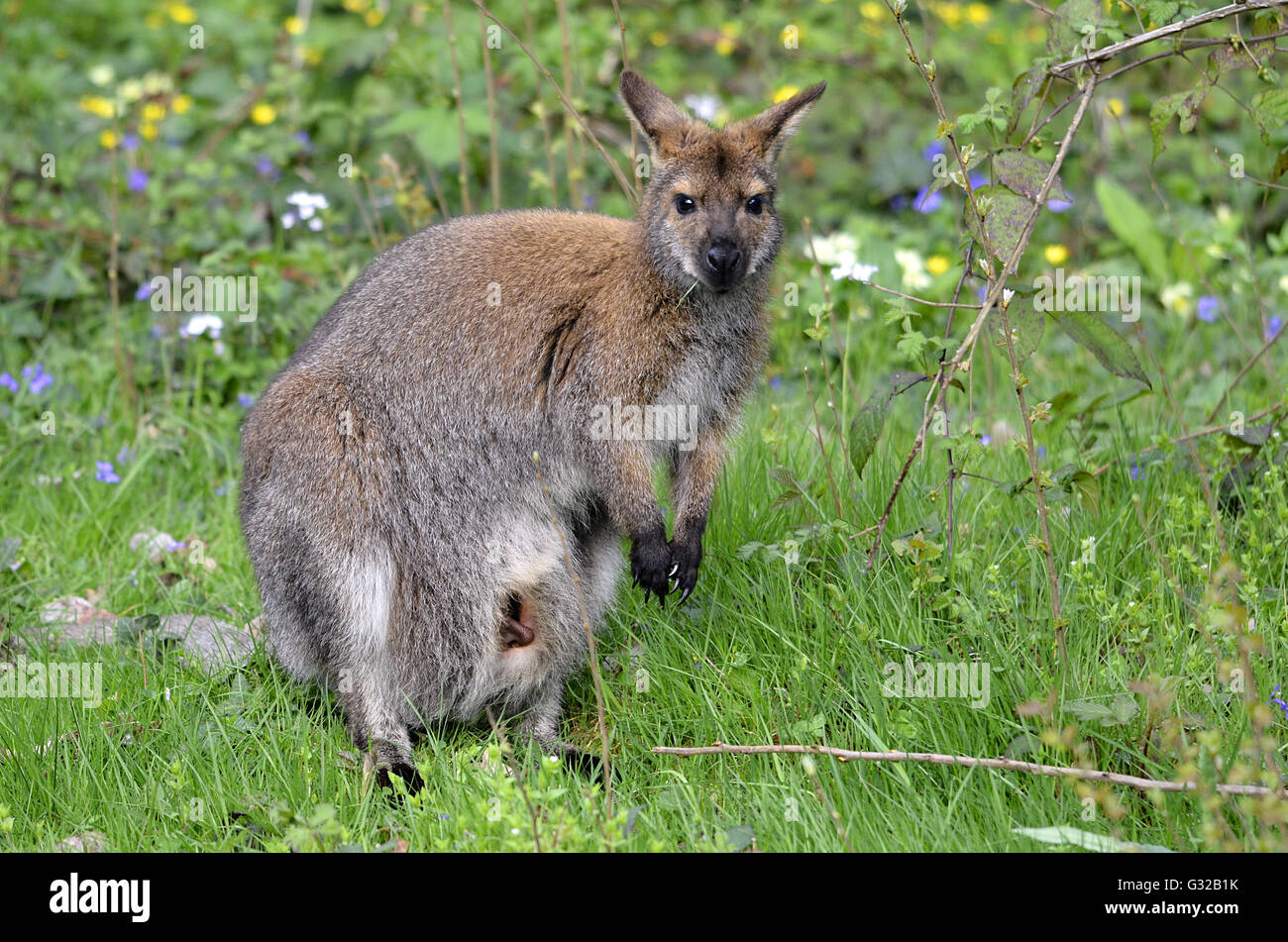Red-necked wallaby (Macropus rufogriseus) on grass Stock Photo - Alamy
