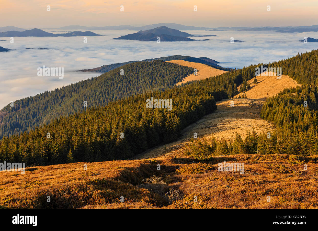 Mountain meadow and forest hi-res stock photography and images - Alamy