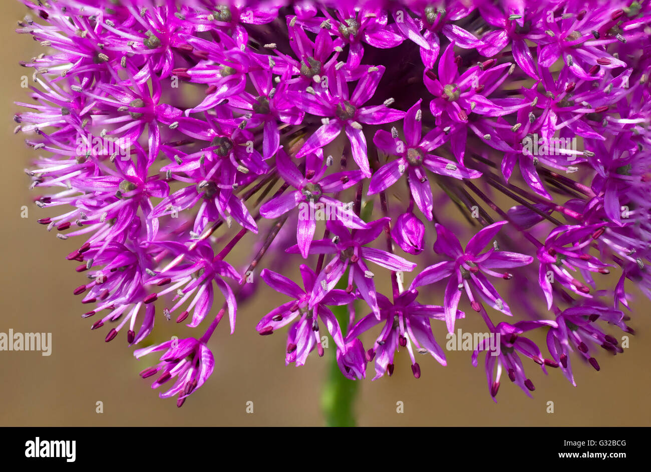 Allium flower head hi-res stock photography and images - Alamy