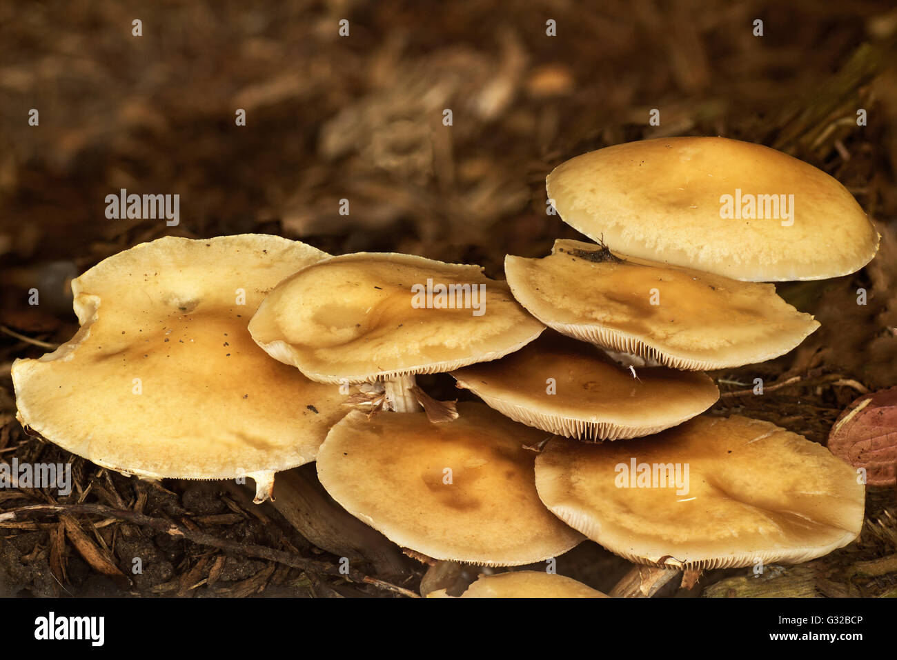 Toadstools in the Garden Stock Photo - Alamy