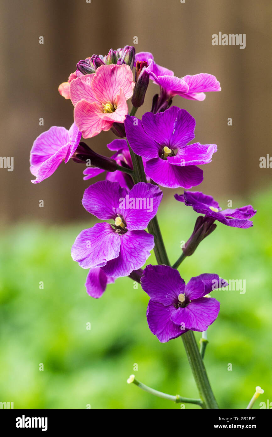 Erysimum Pink and Purple Stock Photo - Alamy