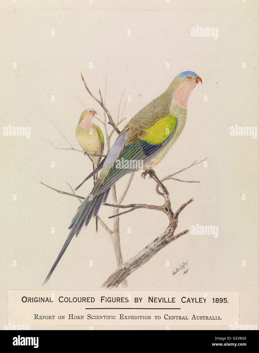 Neville HP Cayley - Princess Parrot, Polytelis alexandrae - Museum ...