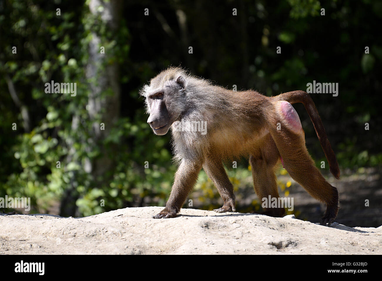 Baboon buttocks hi-res stock photography and images - Alamy