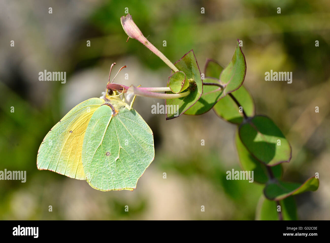 Cleopatra butterfly hi-res stock photography and images - Alamy