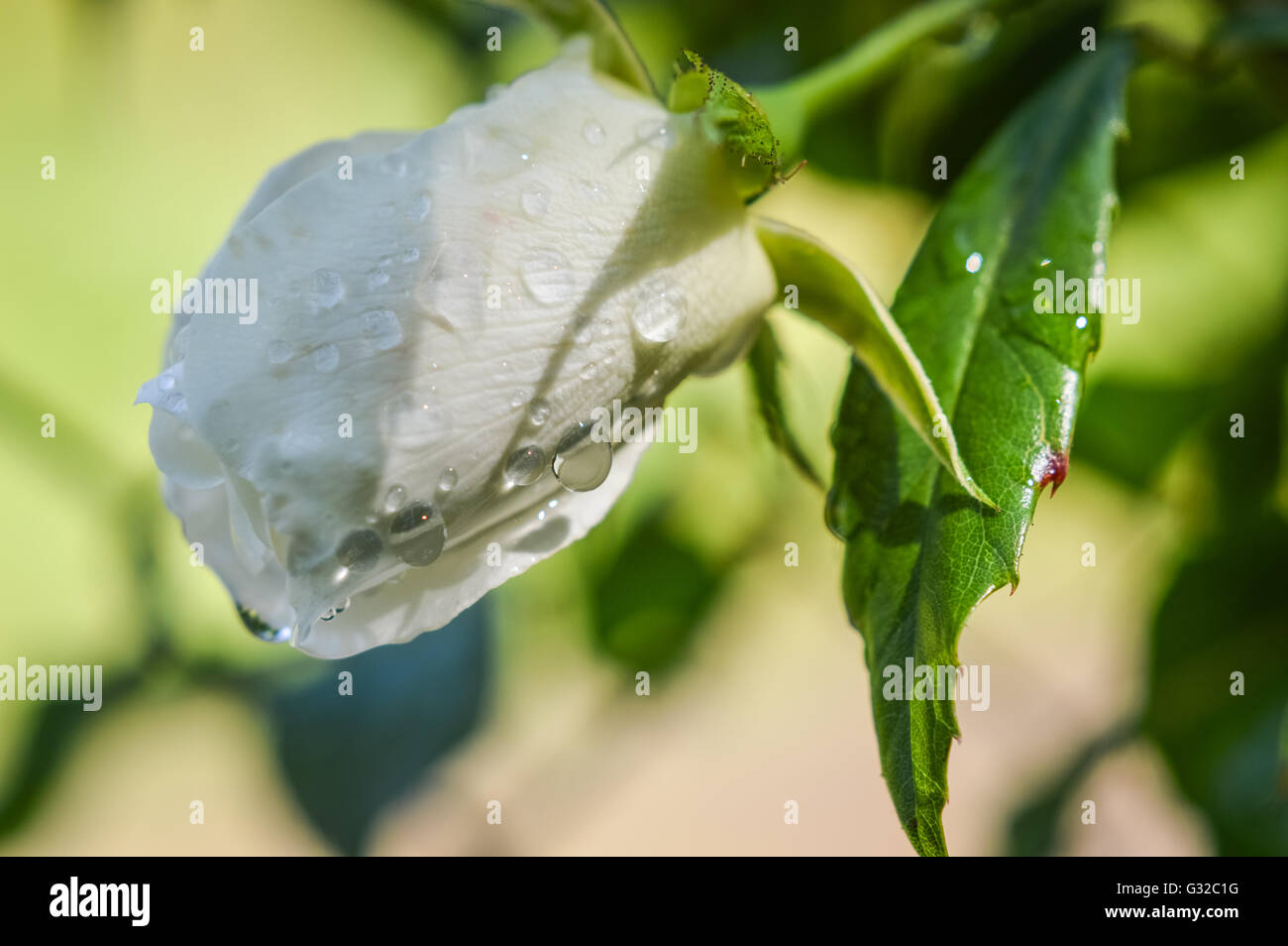 white rose bud and leaf covered by raindrops Stock Photo - Alamy