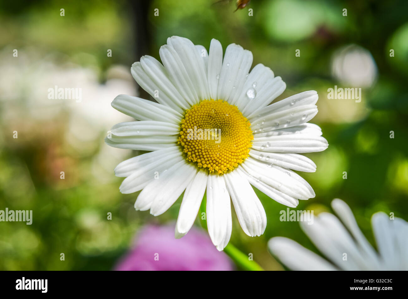 Big daisy hi-res stock photography and images - Alamy