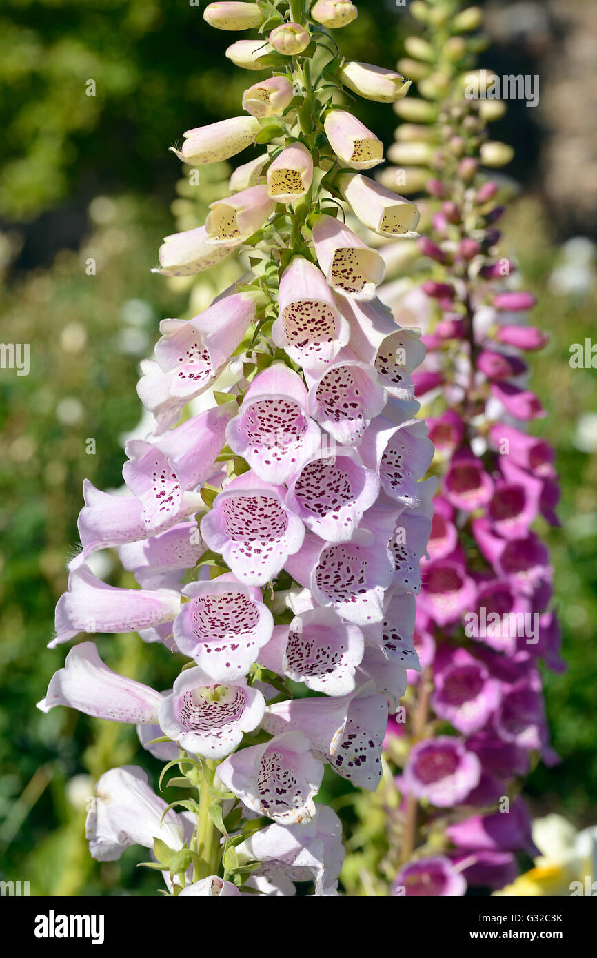 Digitalis purpurea flower detail hi-res stock photography and images ...