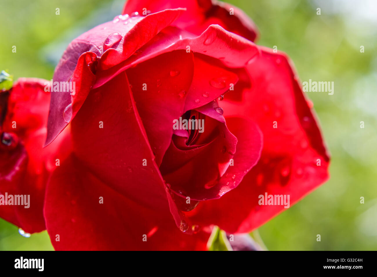 beautiful red rose with raindrops close up Stock Photo - Alamy