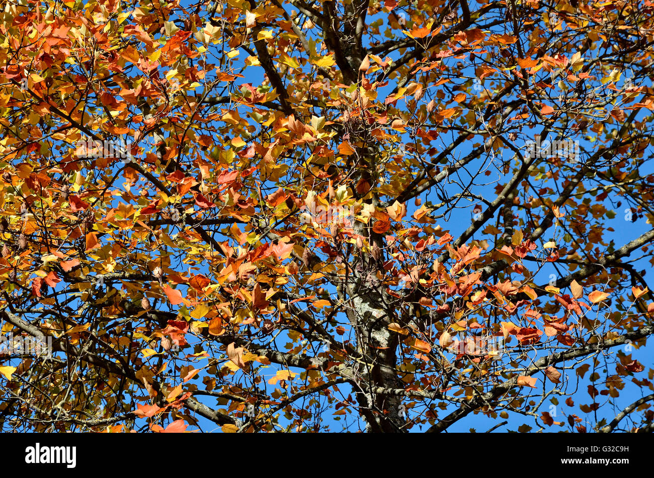 Fall foliage and blue sky hi-res stock photography and images - Alamy