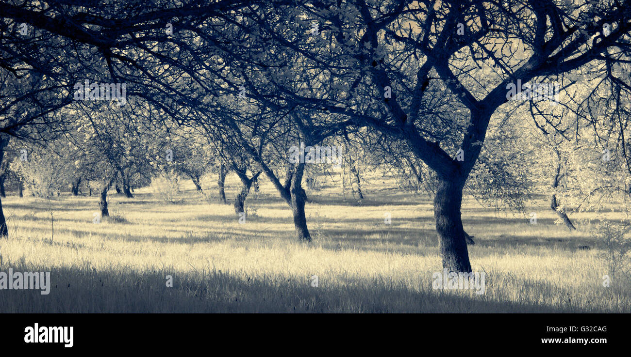 infrared photography, landscape. Trees illuminated light morning ...