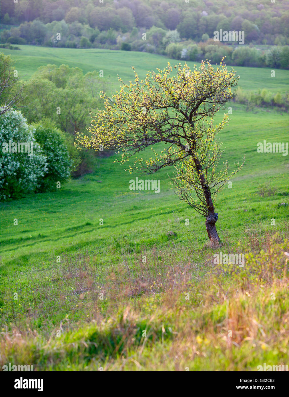 lonely tree, field, spring, grass; Sunrise Stock Photo - Alamy
