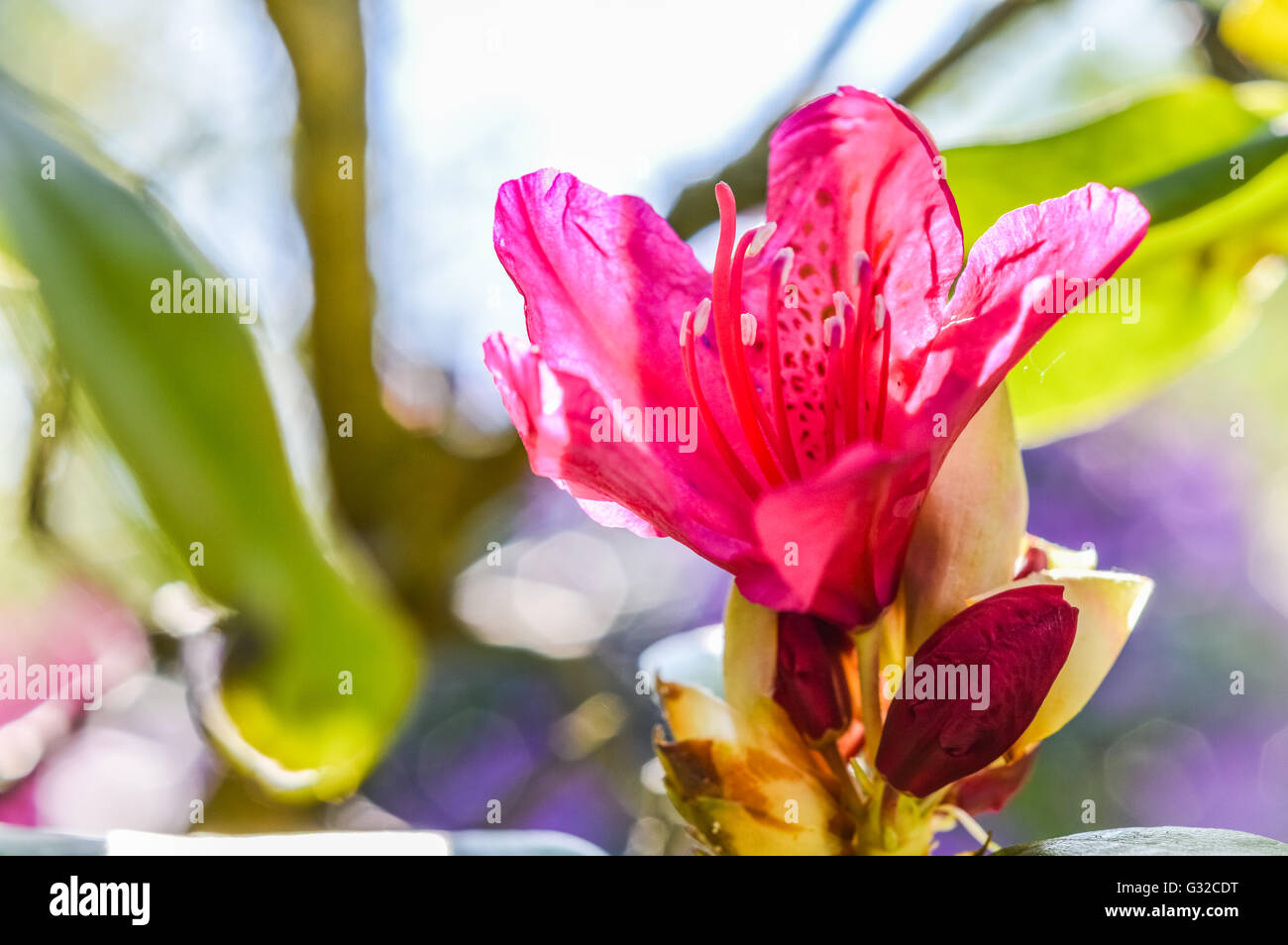 Magenta Rhododendron flower close up Stock Photo - Alamy