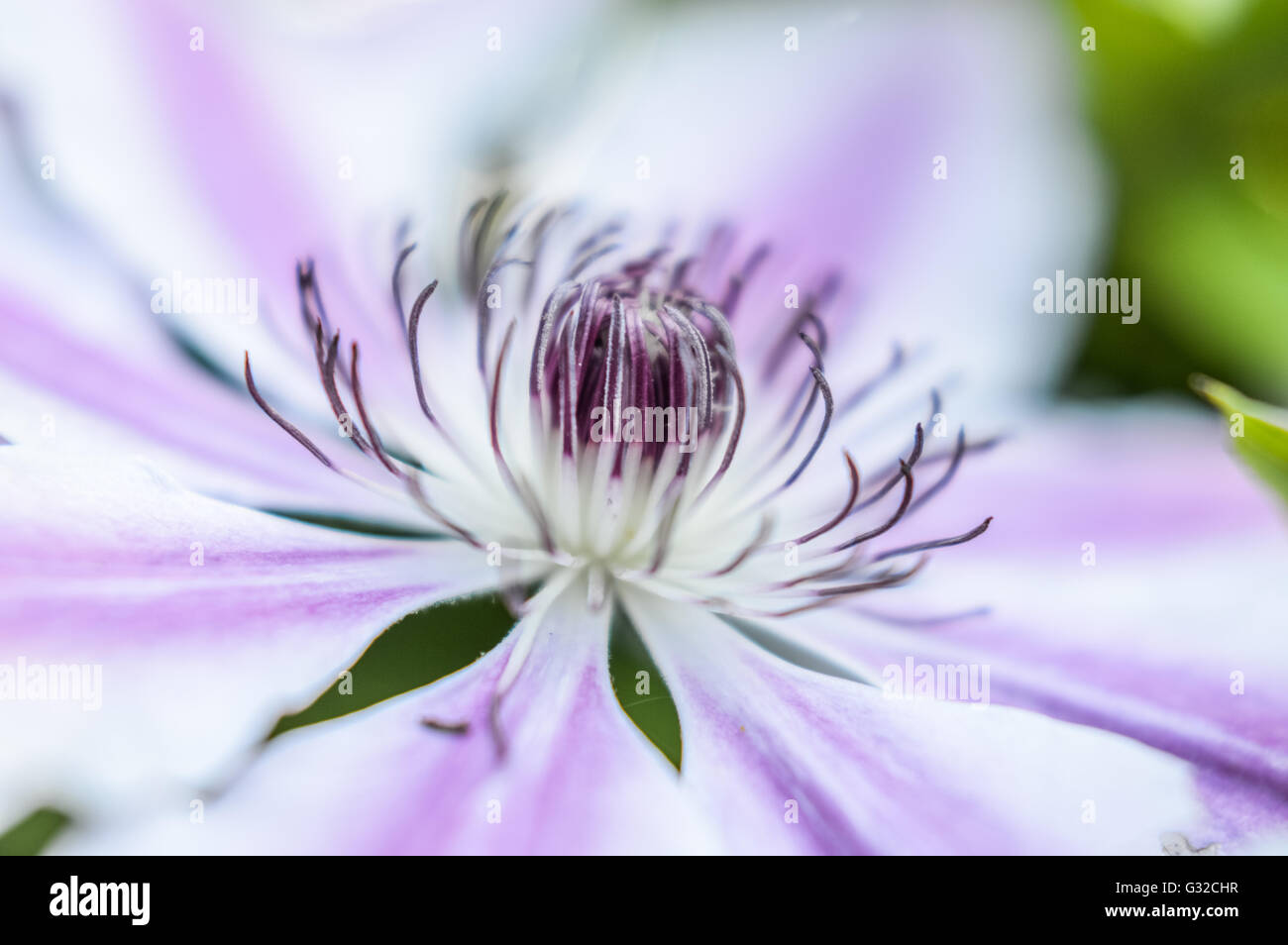 close up of beautiful striped flowers of clematis Stock Photo - Alamy