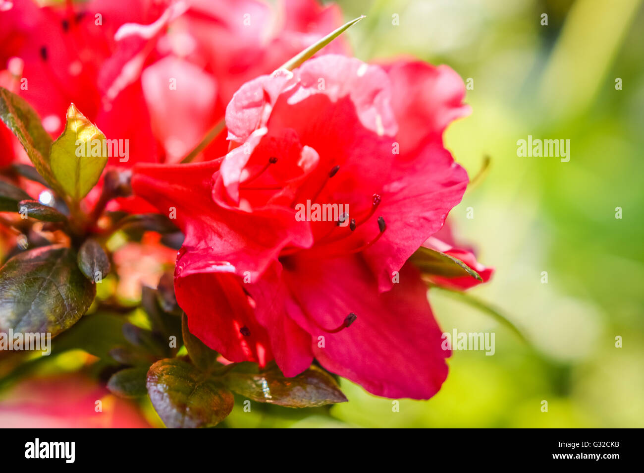 pink Magenta Rhododendron flower close up Stock Photo - Alamy