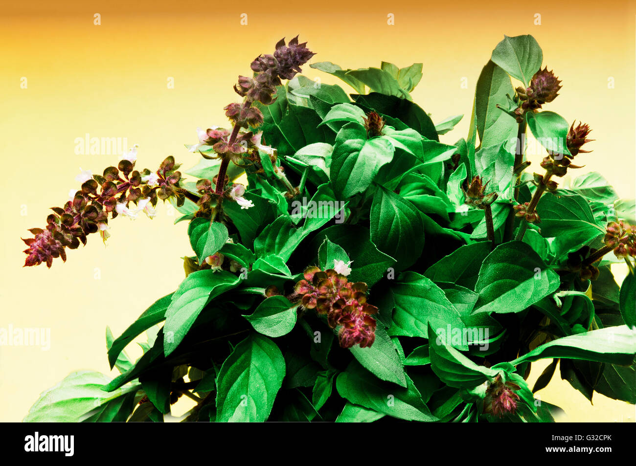 Basil (Ocimum basilicum) in bloom Stock Photo - Alamy