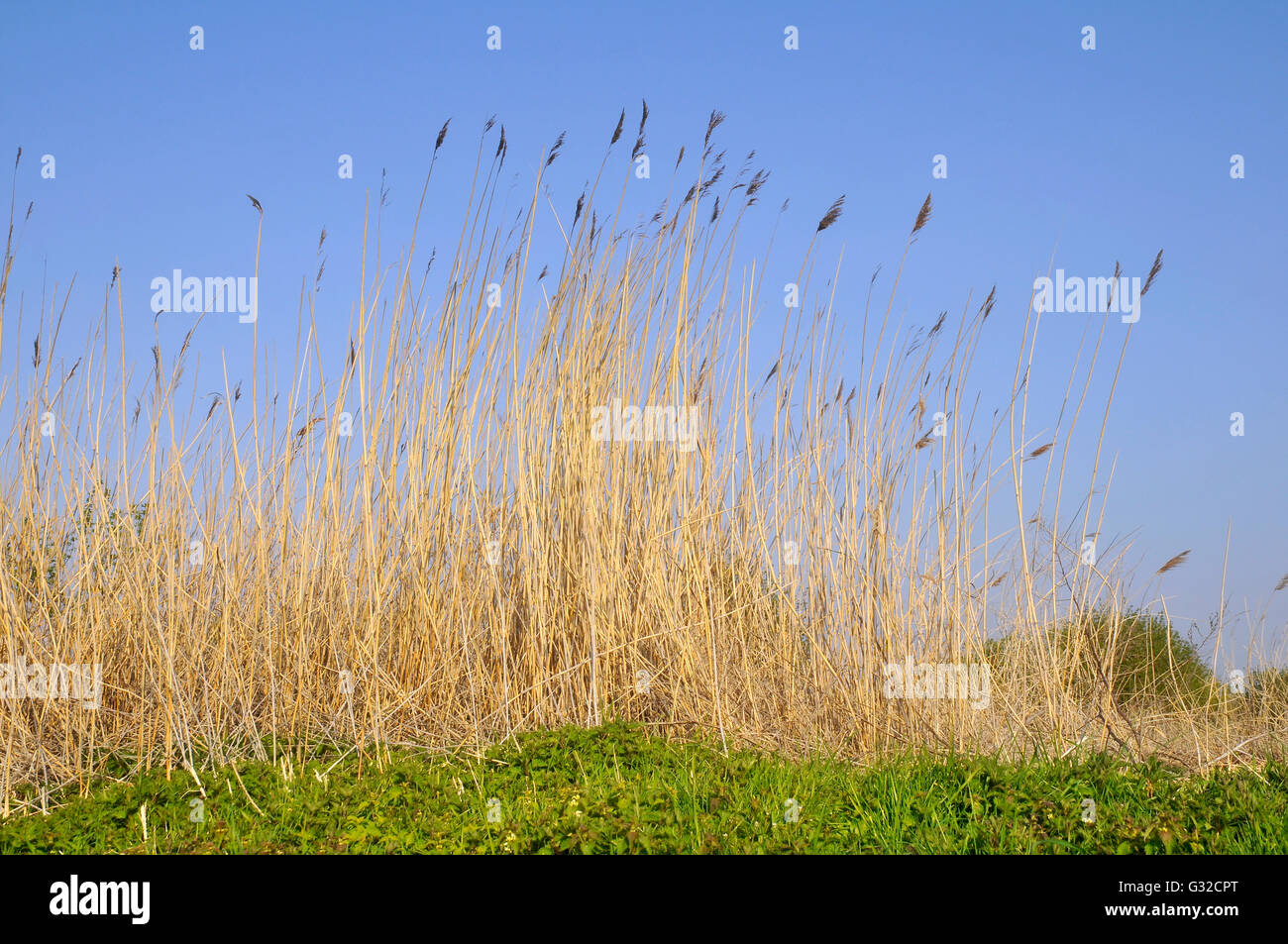 Gramineae grass hi-res stock photography and images - Alamy