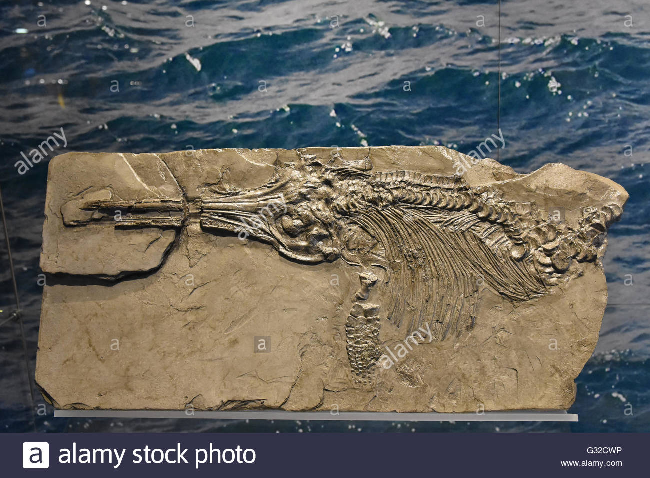 Prehistoric Fish High Resolution Stock Photography and Images - Alamy