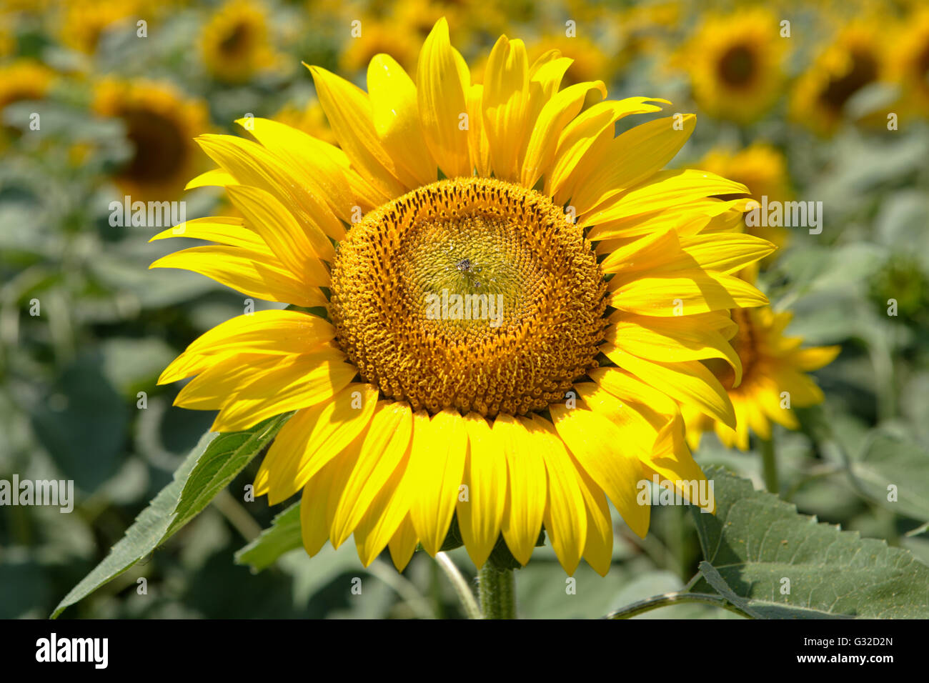 Sunflower (Helianthus annuus), field of sunflowers, Romania, Europe ...