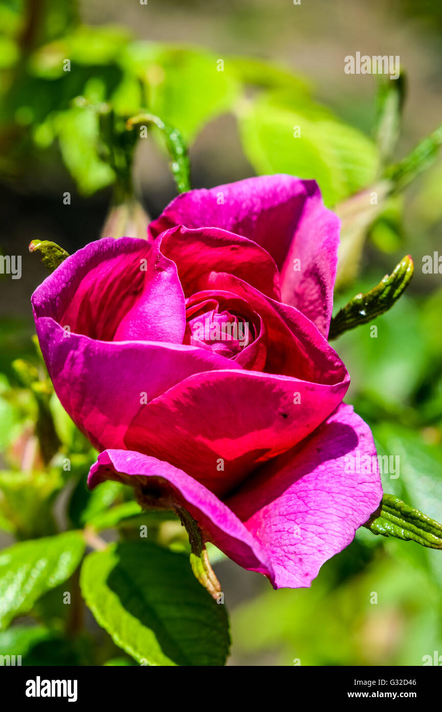 beautiful purple magenta rose Stock Photo - Alamy