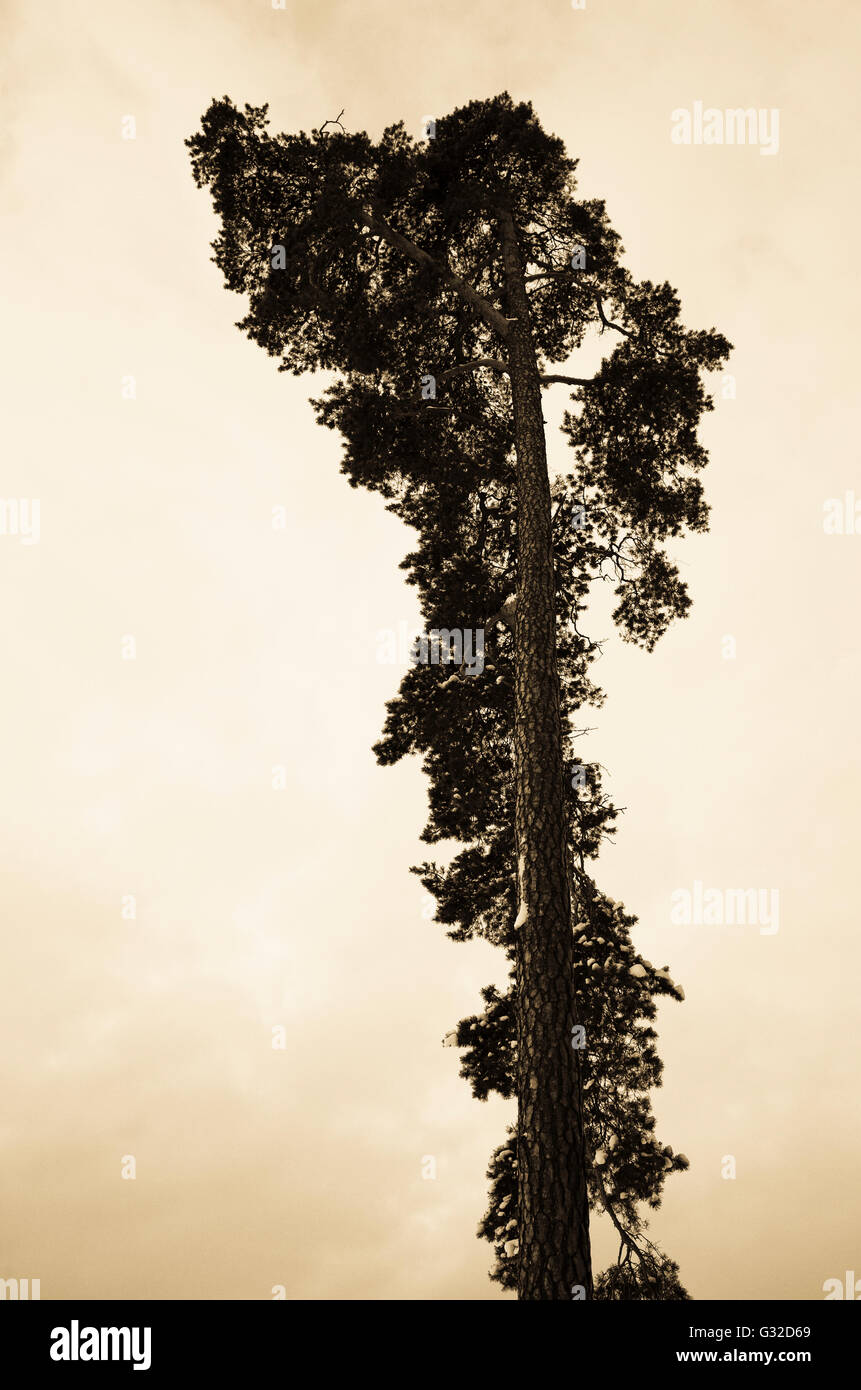 Pine tree pinus sp hi-res stock photography and images - Alamy