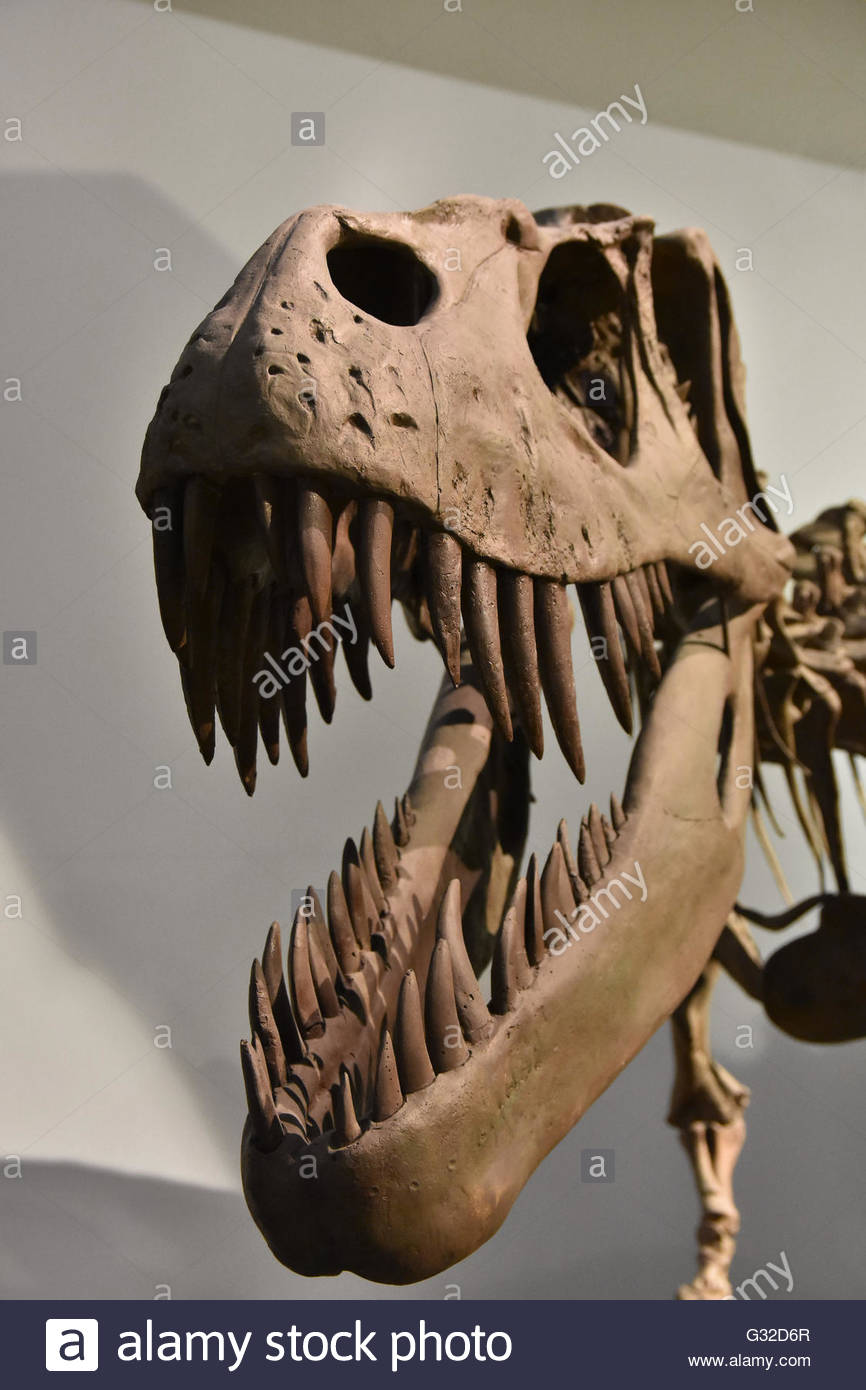 Prehistoric Animal Stock Photos & Prehistoric Animal Stock Images - Alamy