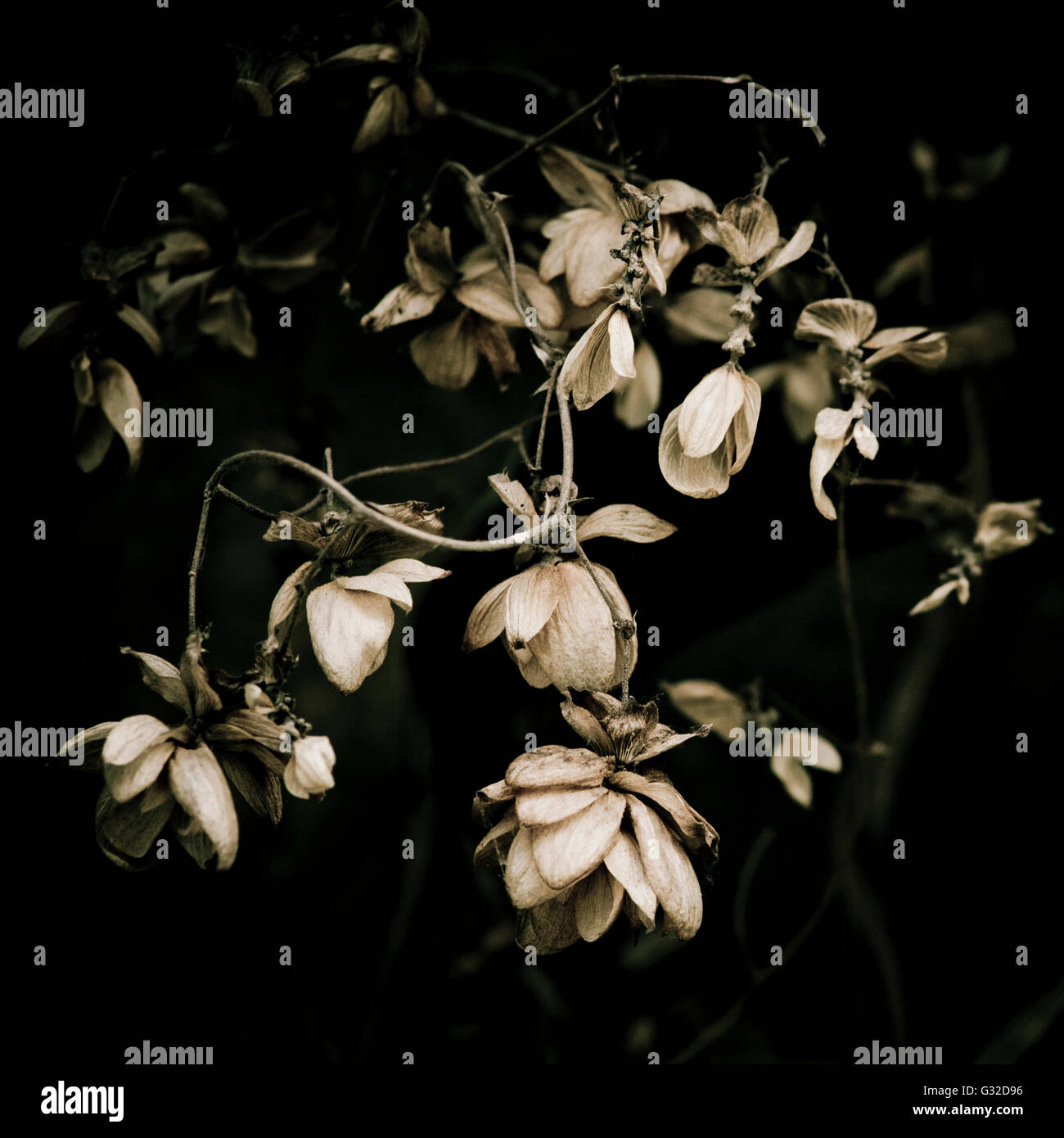 Wilting Flowers High Resolution Stock Photography and Images - Alamy