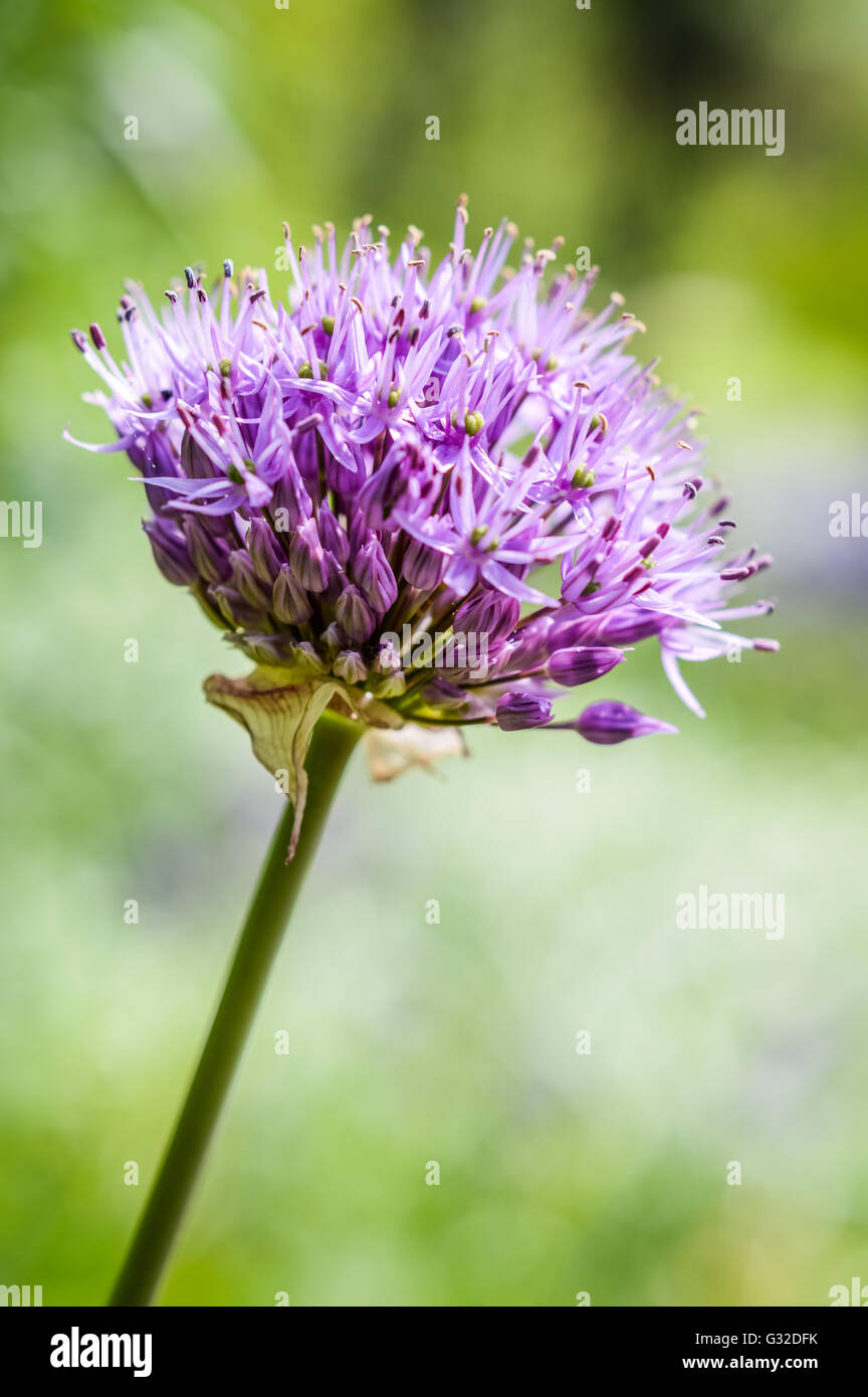 blooming ornamental onion flower (Allium Stock Photo - Alamy