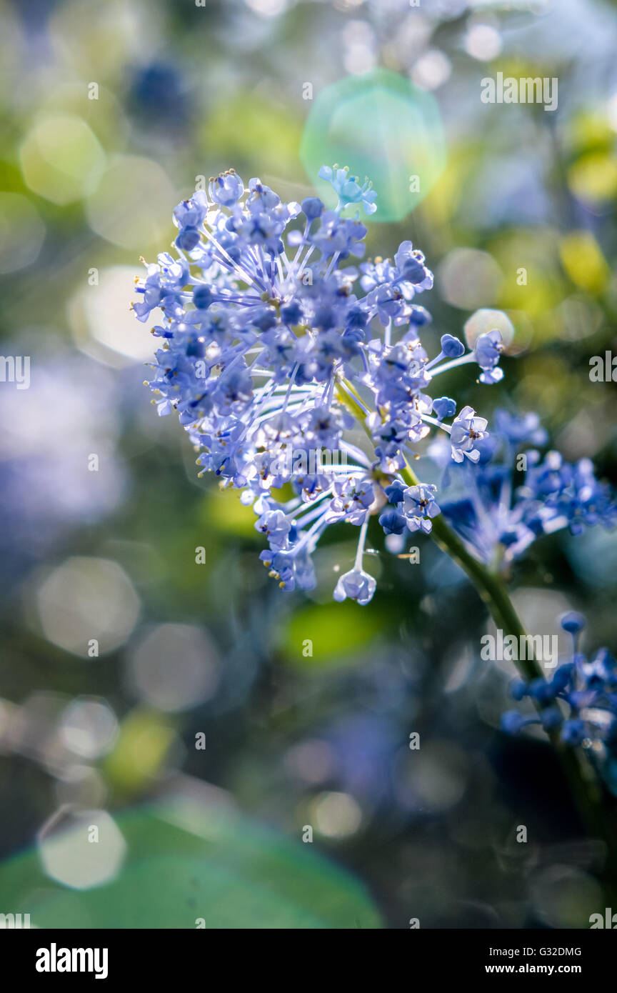 California lilac ceanothus hi-res stock photography and images - Alamy
