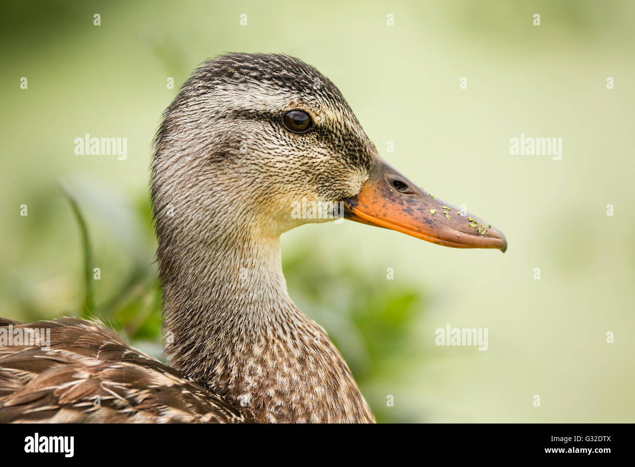 Female Duck Profile With Green Plantlife in the Background, Color Image ...