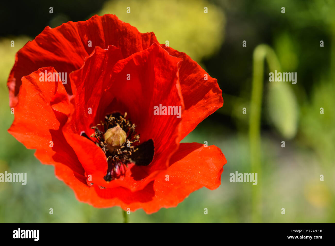 Beautiful single red poppy hi-res stock photography and images - Alamy