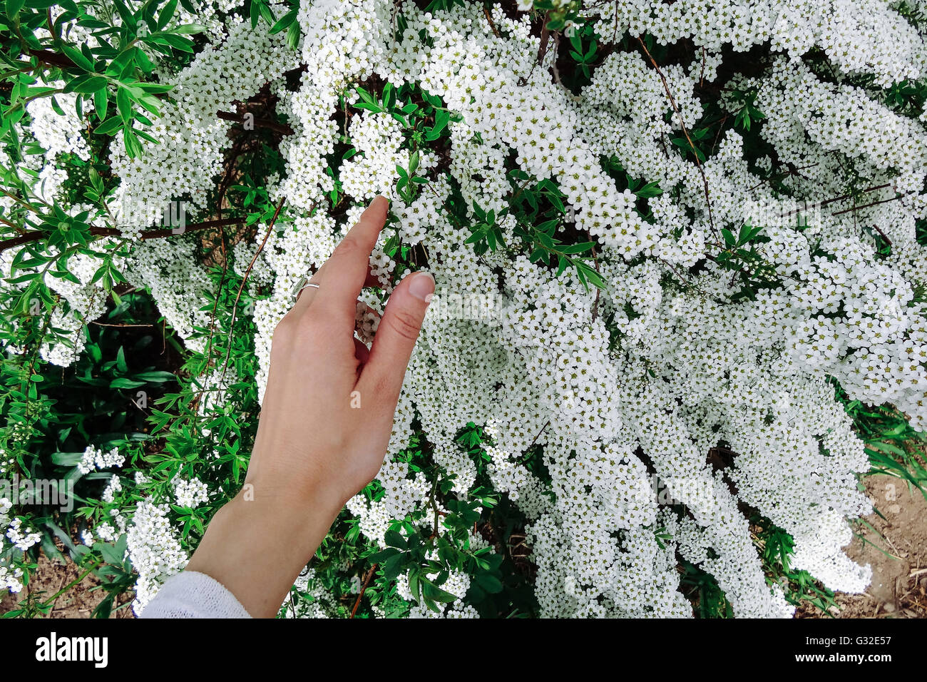 Spirea alpine hi-res stock photography and images - Alamy