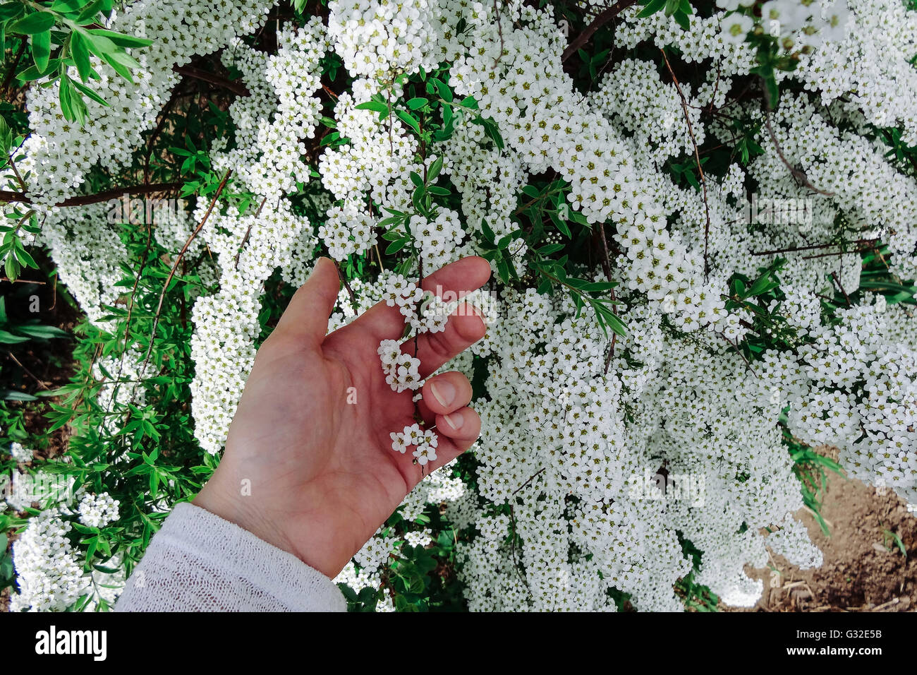 Spirea alpine hi-res stock photography and images - Alamy