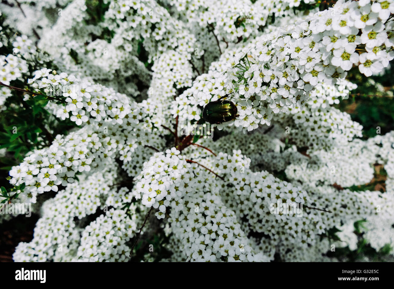 Alpine spirea hi-res stock photography and images - Alamy