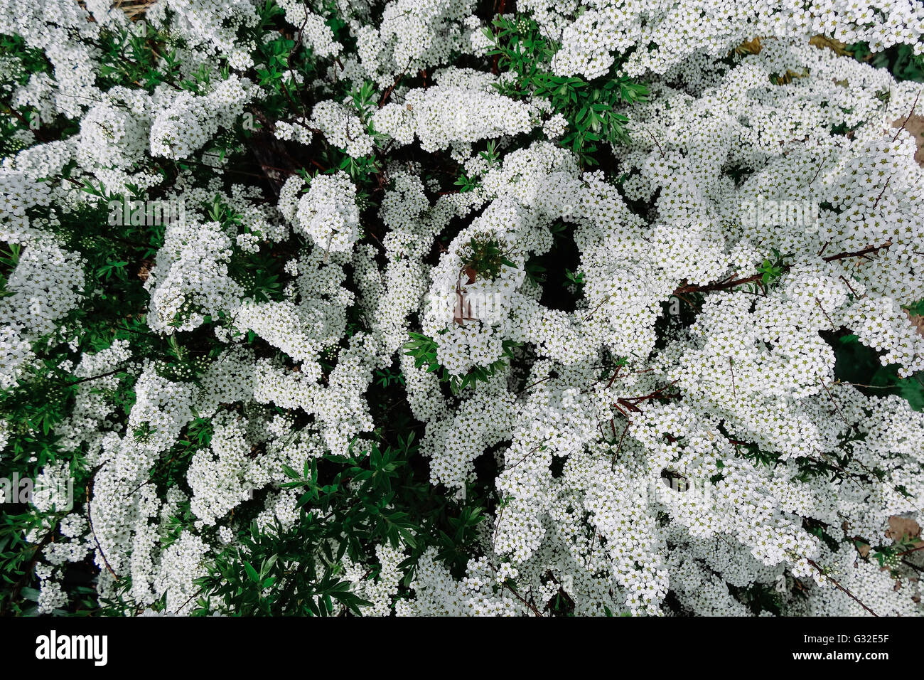 Pretty small alpine flower hi-res stock photography and images - Alamy