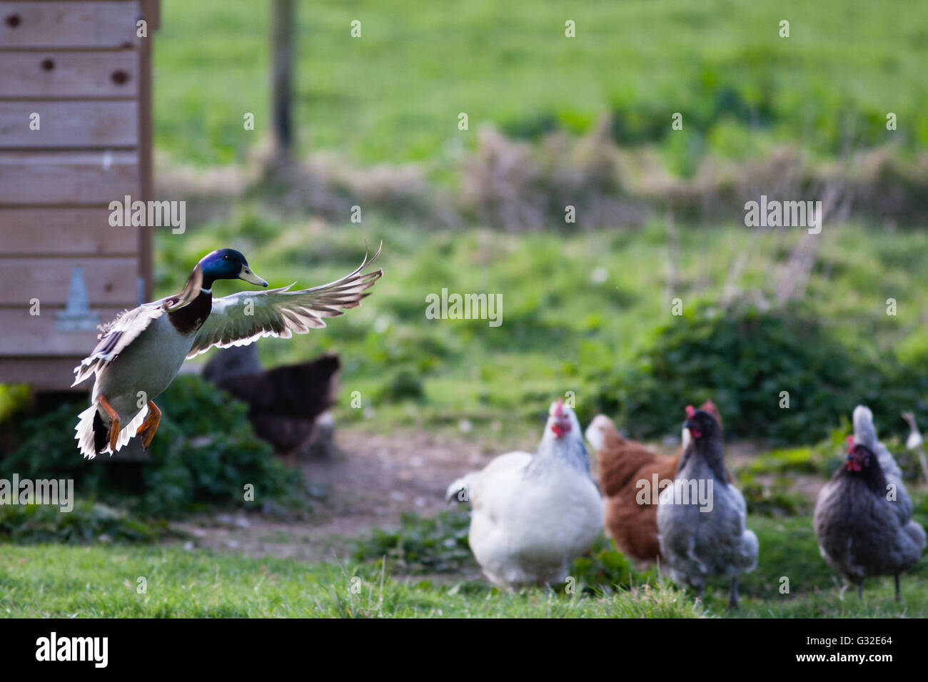 Duck coming in for landing Stock Photo - Alamy