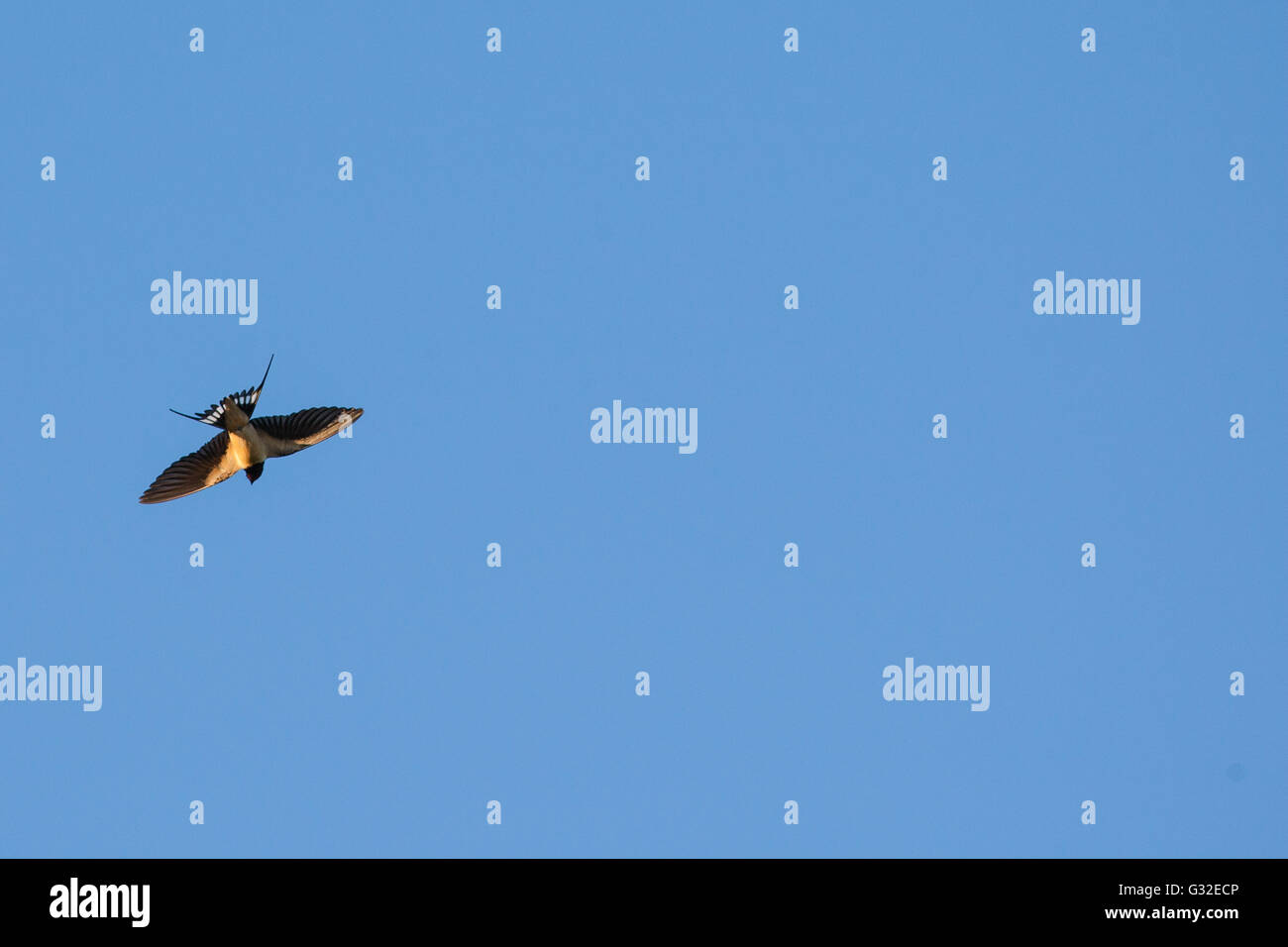Swallow bird in flight Stock Photo - Alamy