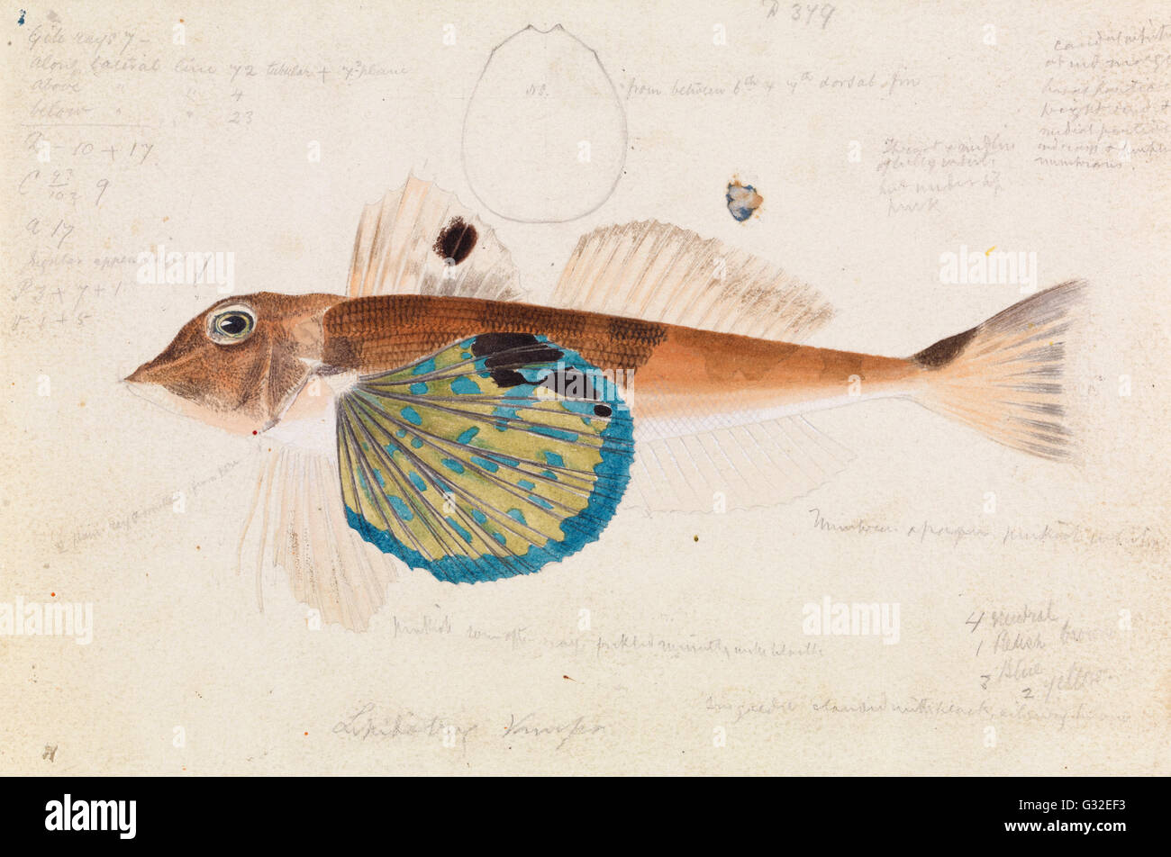 Print history art zoological board australia arthur bartholomew ...