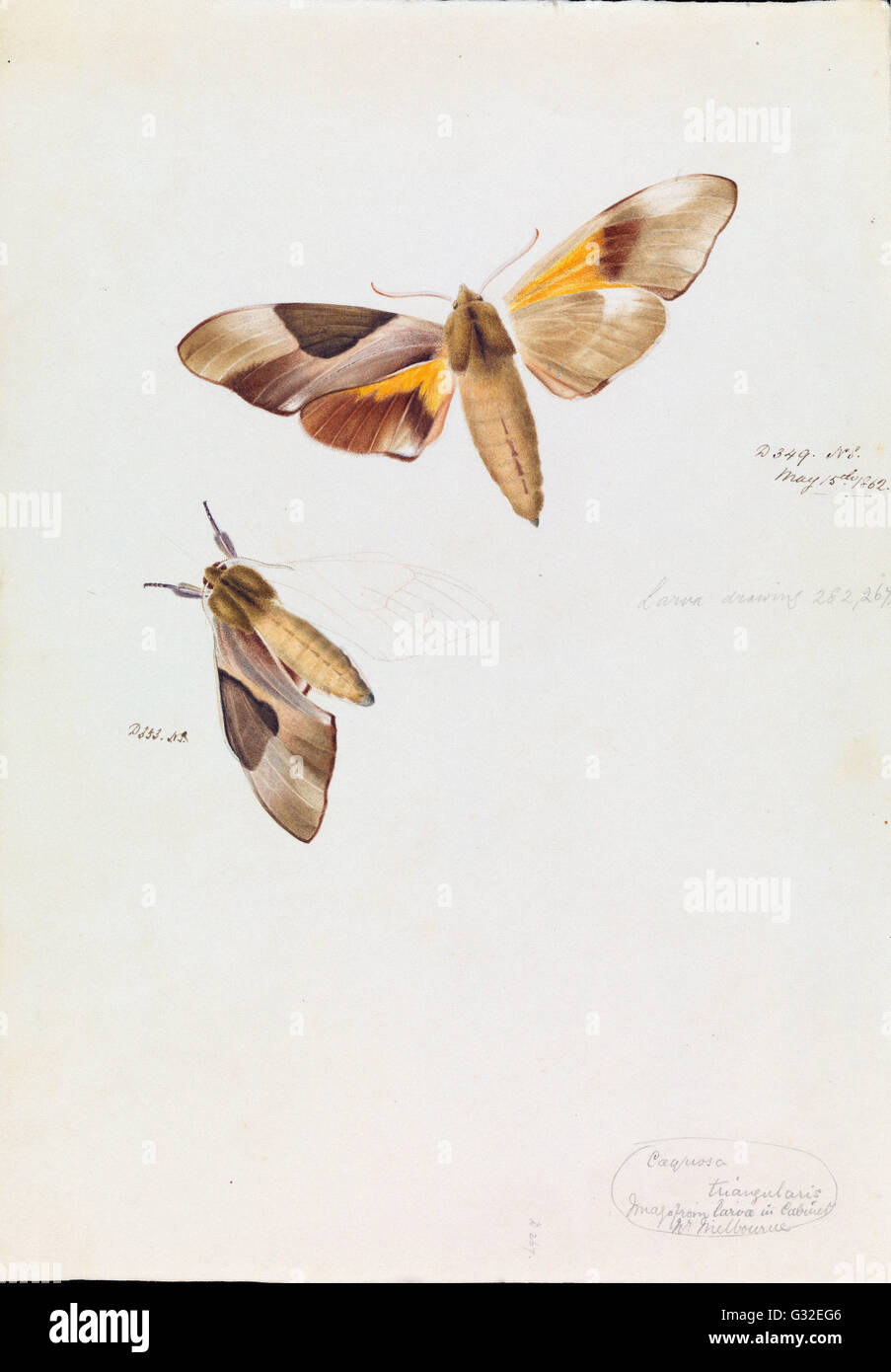 Arthur bartholomew double headed hawk moth hi-res stock photography and ...