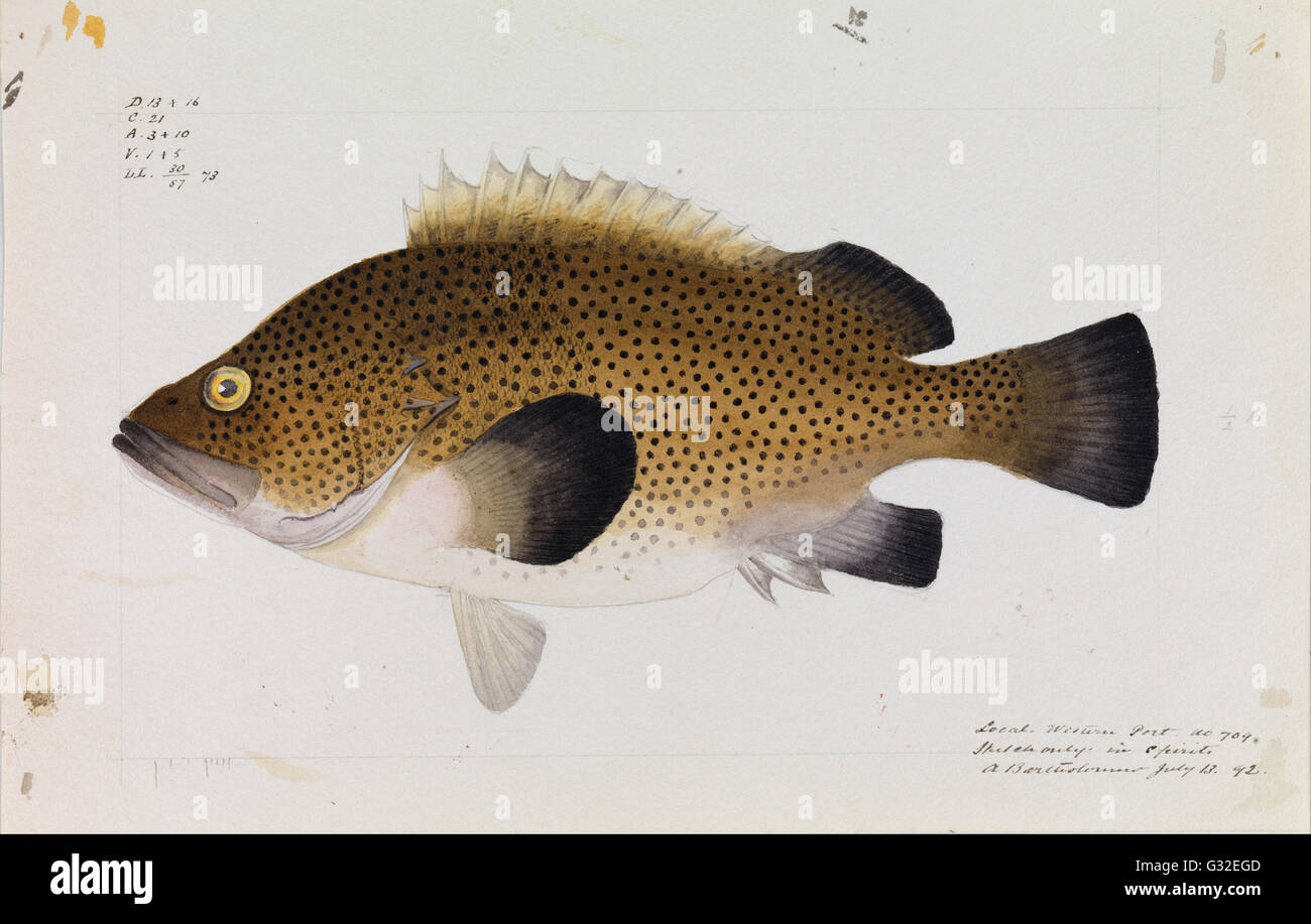 Arthur Bartholomew Eastern Wirra High Resolution Stock Photography and ...