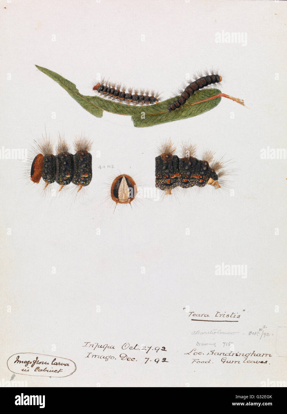 Print history art zoological board australia arthur bartholomew ...