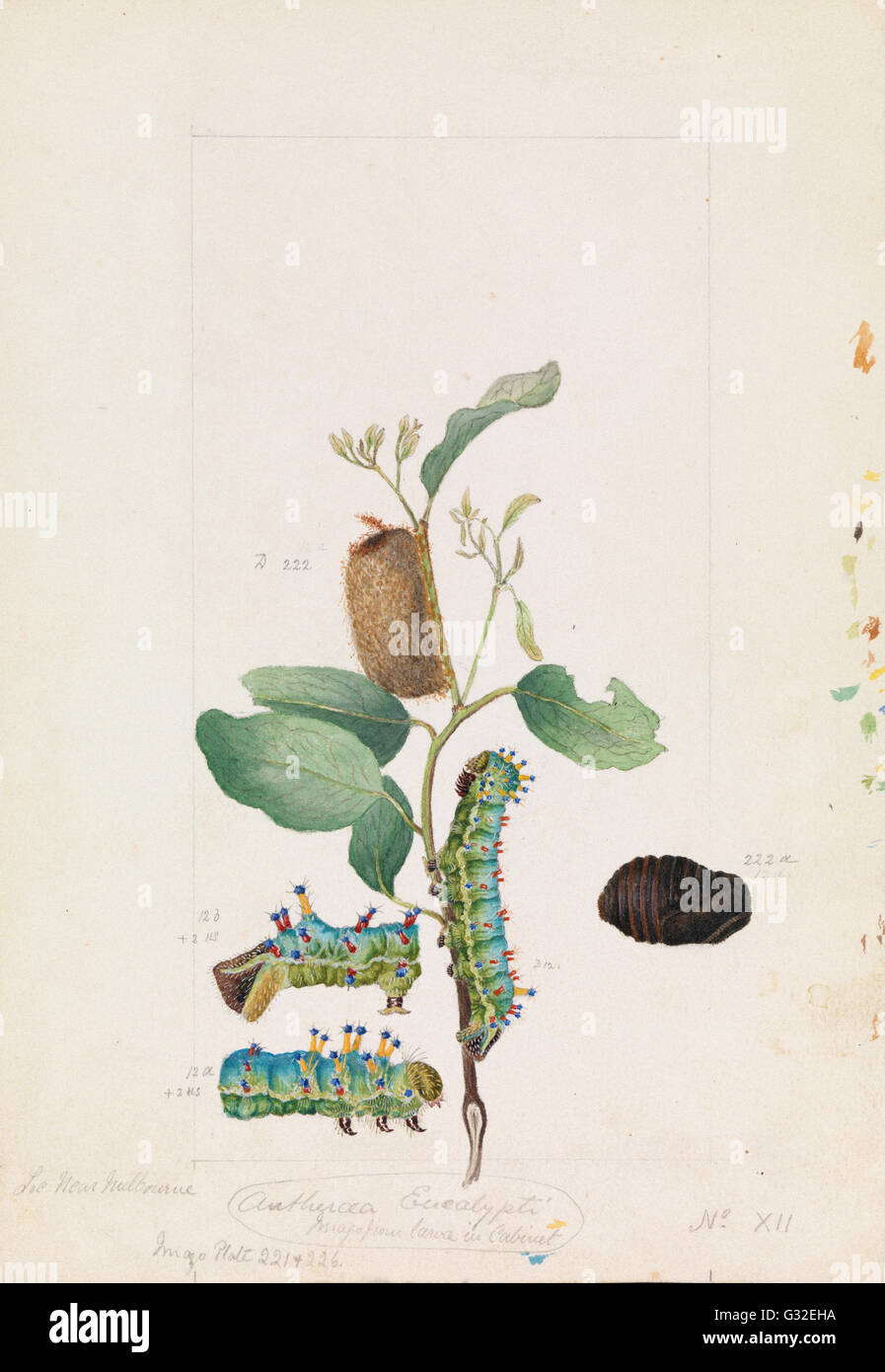 Arthur bartholomew emperor gum moth hi-res stock photography and images ...